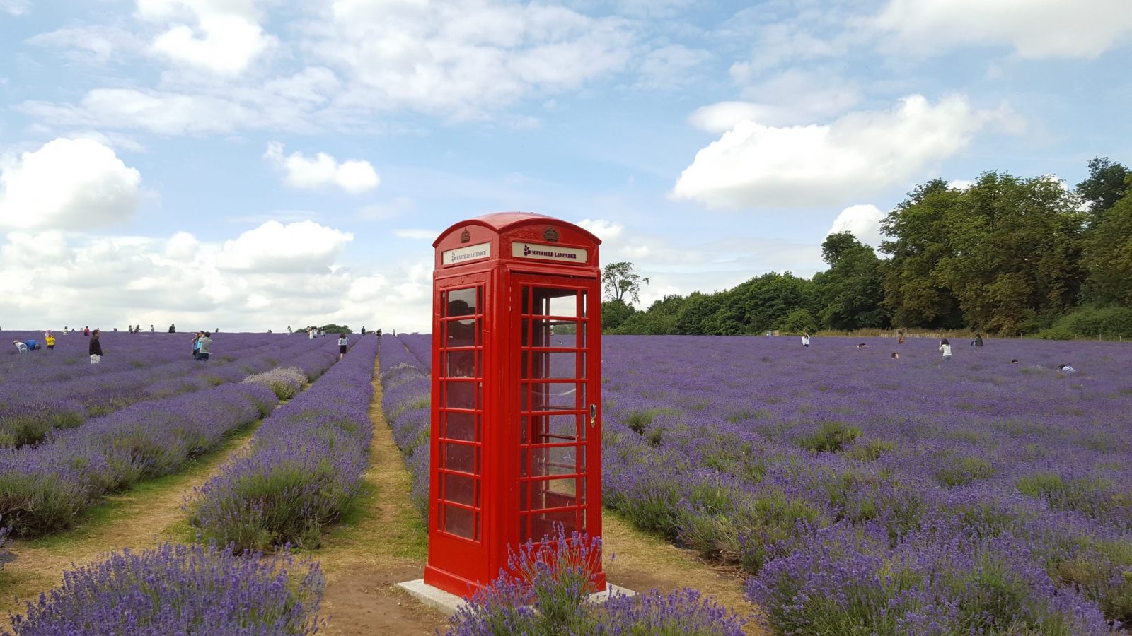 When is the Best Time to Visit Mayfield Lavender Farm in London ...