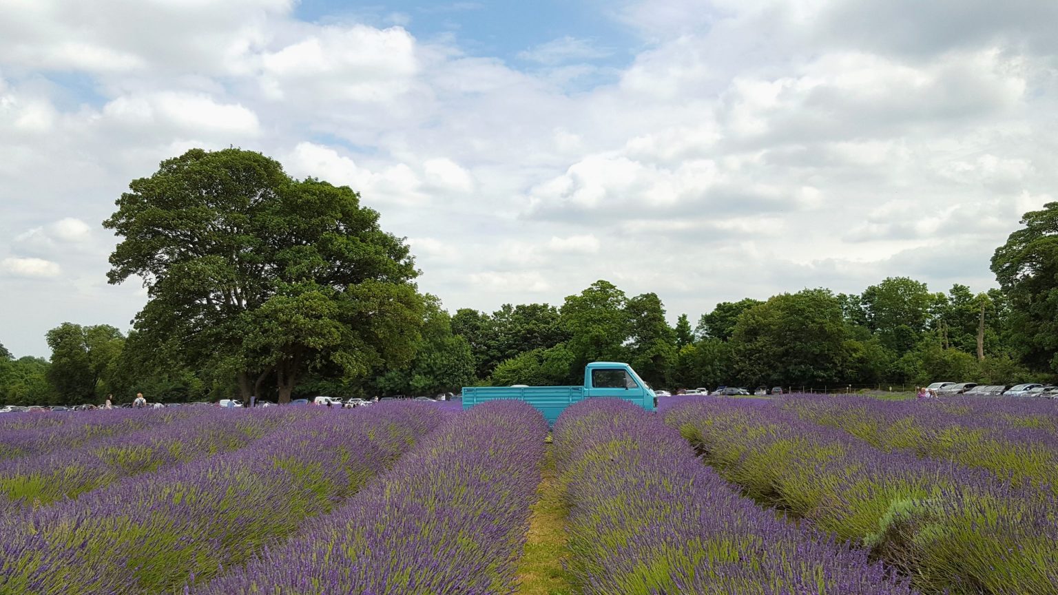 When is the Best Time to Visit Mayfield Lavender Farm in London ...