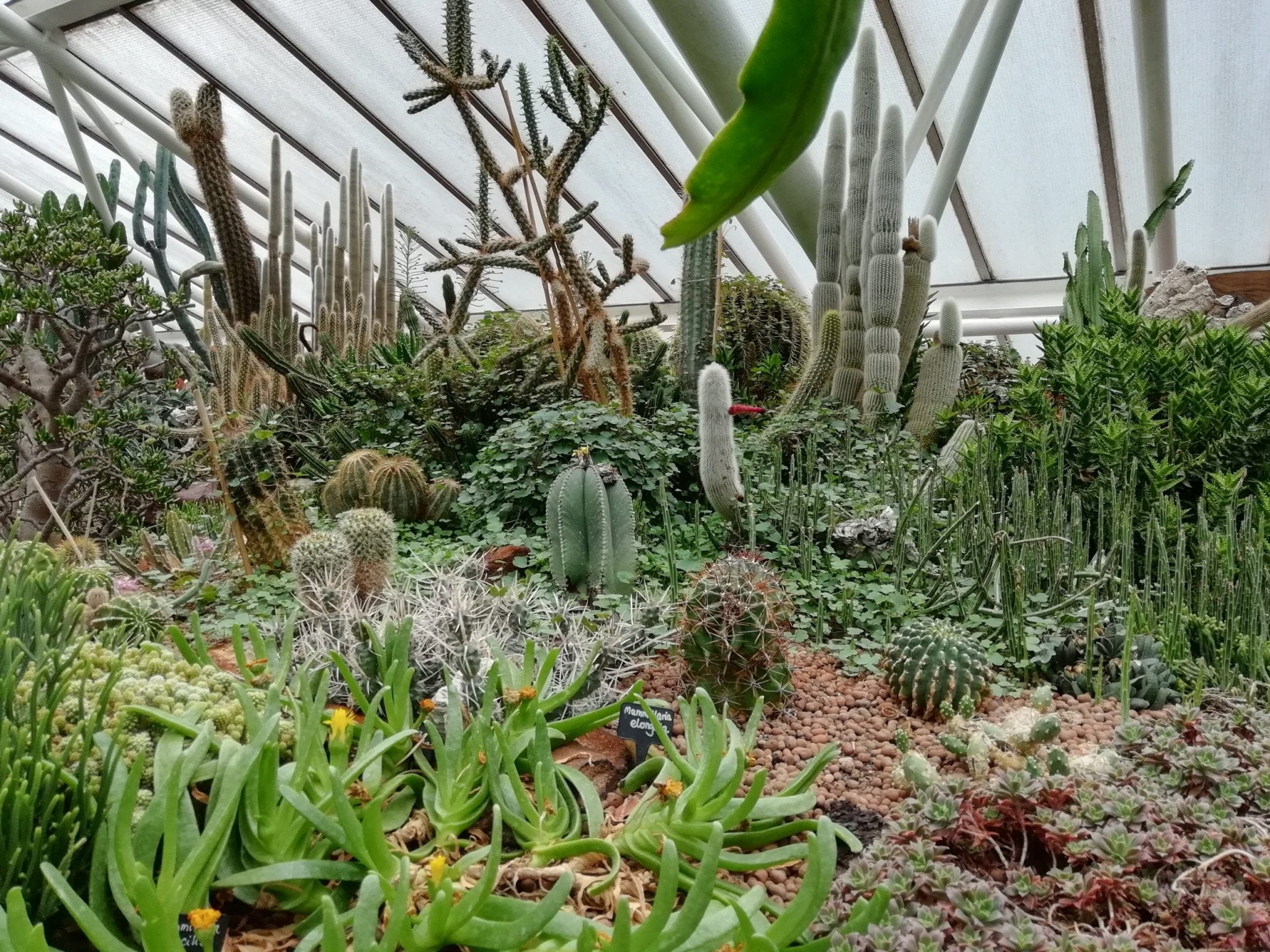 (Photos) Barbican Conservatory Review & History | Elite Travel Blog