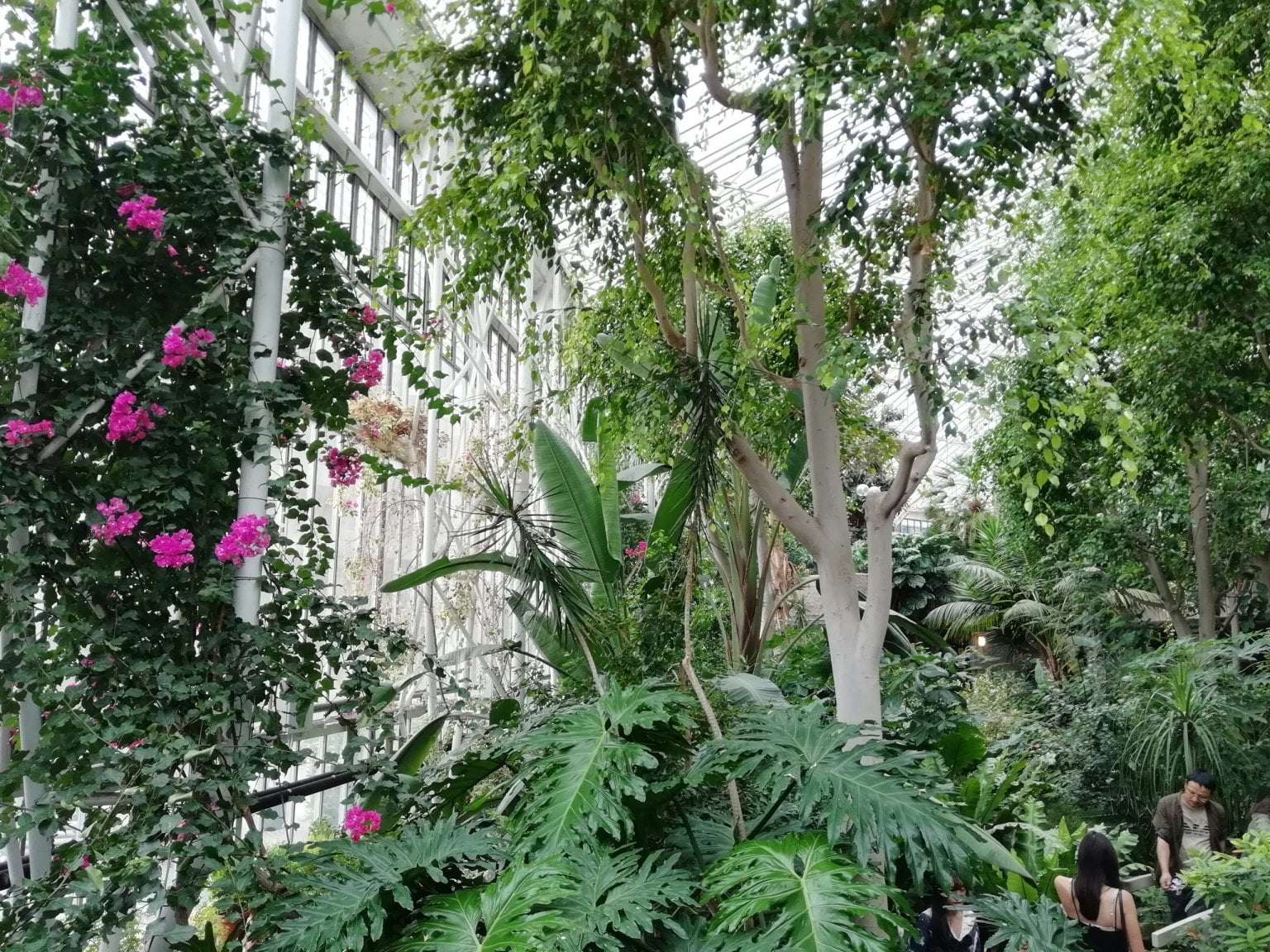 (Photos) Barbican Conservatory Review & History | Elite Travel Blog